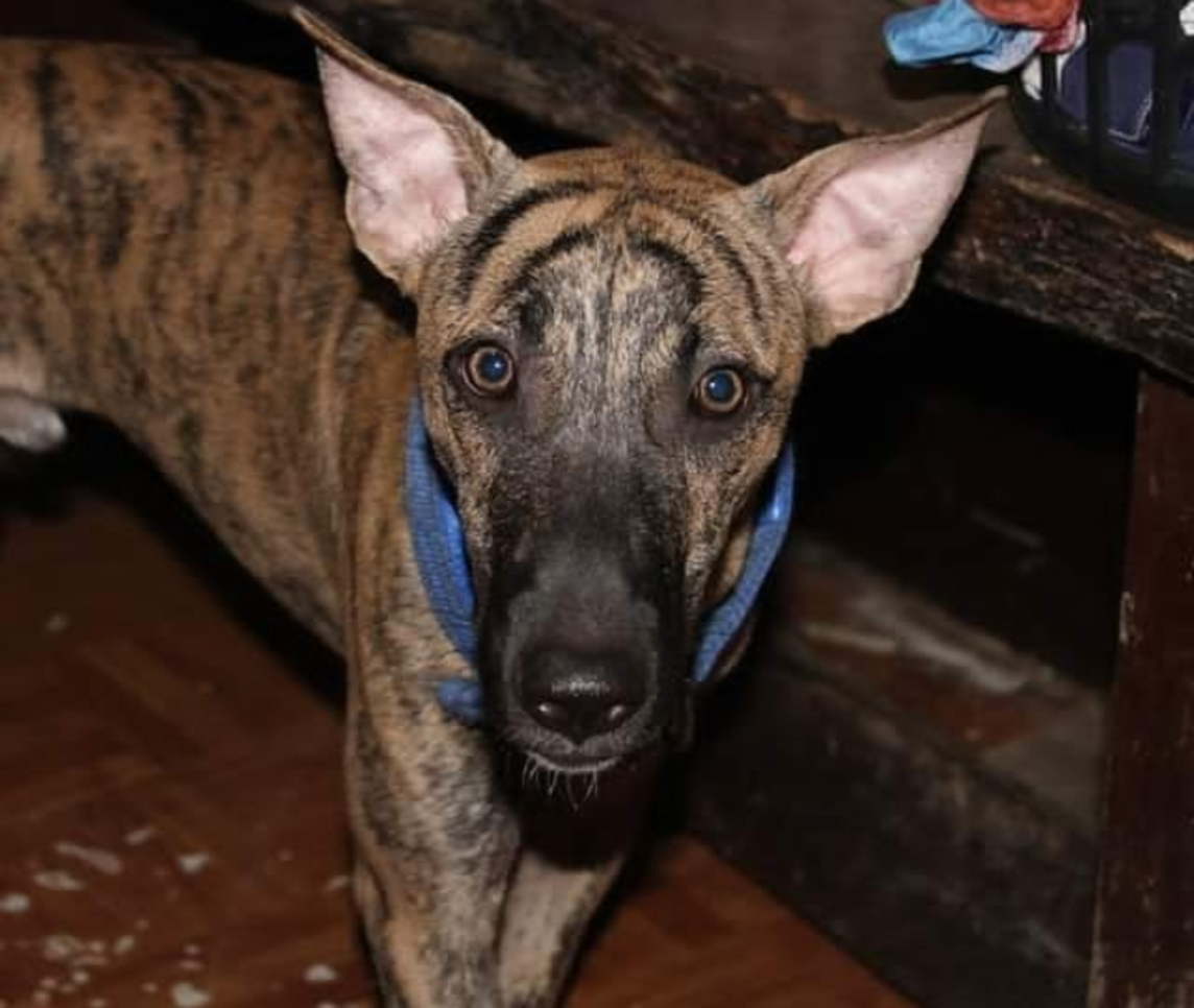 The Philippine Forest Dog Or The Asong Gubat - Hayop Etc