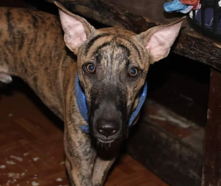 The Philippine Forest Dog Or The Asong Gubat - Hayop Etc